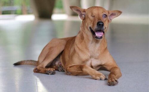 How Many Chromosomes Do Dogs Have? (And What They Mean) - Canine Journal