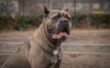 10 Common Cane Corso Health Issues - Canine Journal