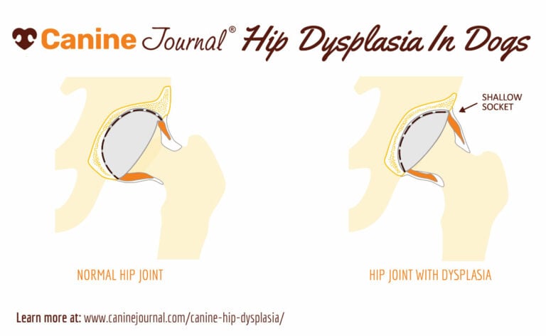 Canine Hip Dysplasia: Signs, Symptoms, Prevention, Treatment, End Stage ...
