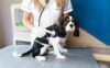 Cavalier King Charles Spaniel Health Problems: Symptoms & Diagnosis ...
