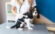 Cavalier King Charles Spaniel Health Problems: Symptoms & Diagnosis ...