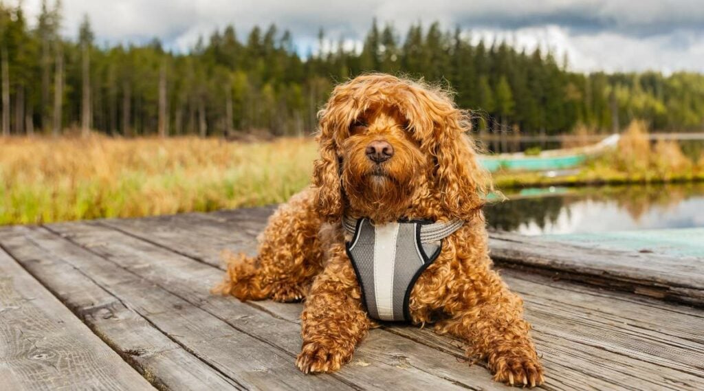 Best Pet Insurance For Cavapoos - Canine Journal