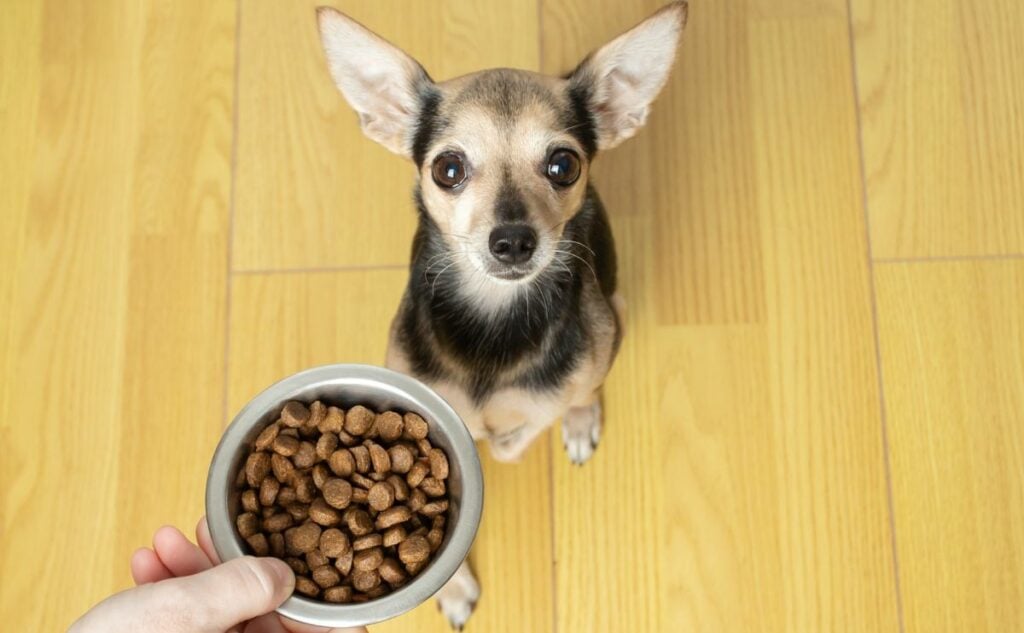 Best Dog Food For Chihuahuas: Puppy, Senior, Wet & More