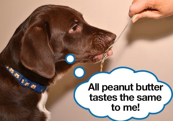 3 Best Healthiest Peanut Butters For Dogs 50 Tested Canine Journal