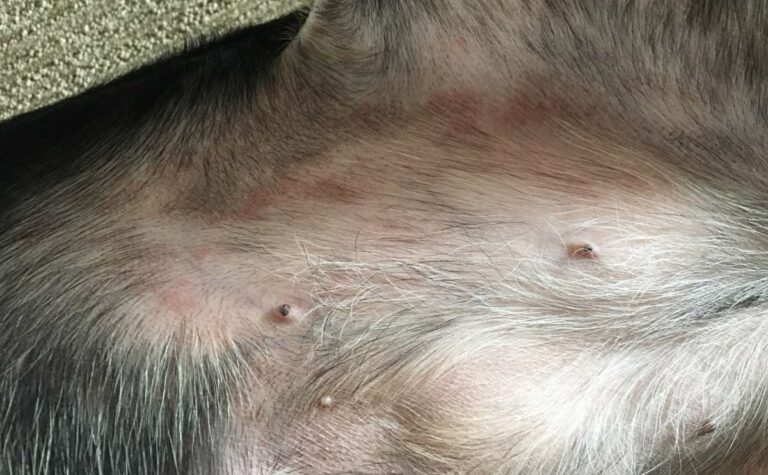 Dog Skin Infections: How To Spot The Signs & When To Seek Treatment