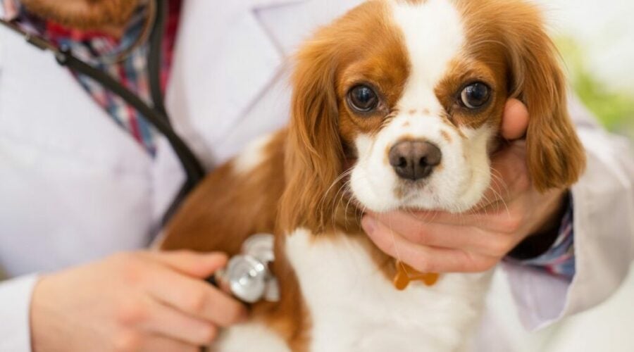 Cavalier King Charles Spaniel Lifespan: How Long Do Cavaliers Live?