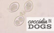 Coccidia In Dogs: Symptoms, Treatment & Prevention – CanineJournal.com