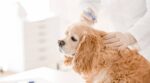 10 Common Cocker Spaniel Health Problems: What Every Owner Should Know ...