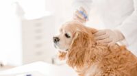 10 Common Cocker Spaniel Health Problems: What Every Owner Should Know ...