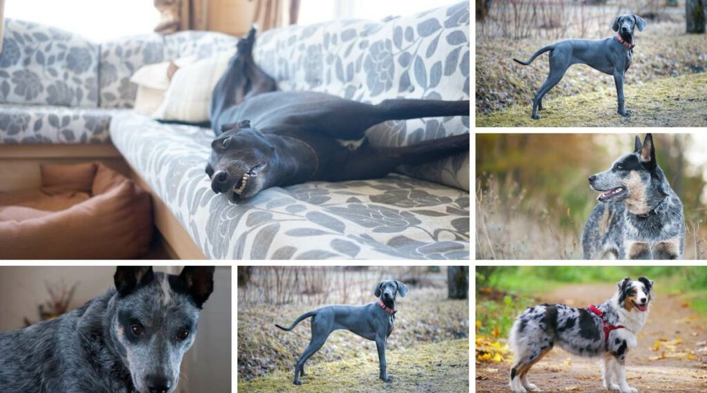 17 Blue Dog Breeds That Will Steal Your Heart - Canine Journal