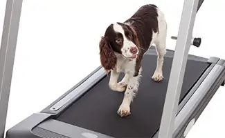 Best Dog Treadmill: Motorized, Self-Propelled, Manual, Training Tips ...