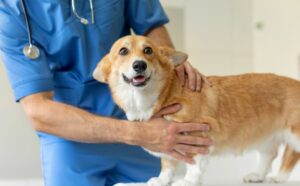 10 Common Corgi Health Issues For Pembrokes & Cardigans - Canine Journal