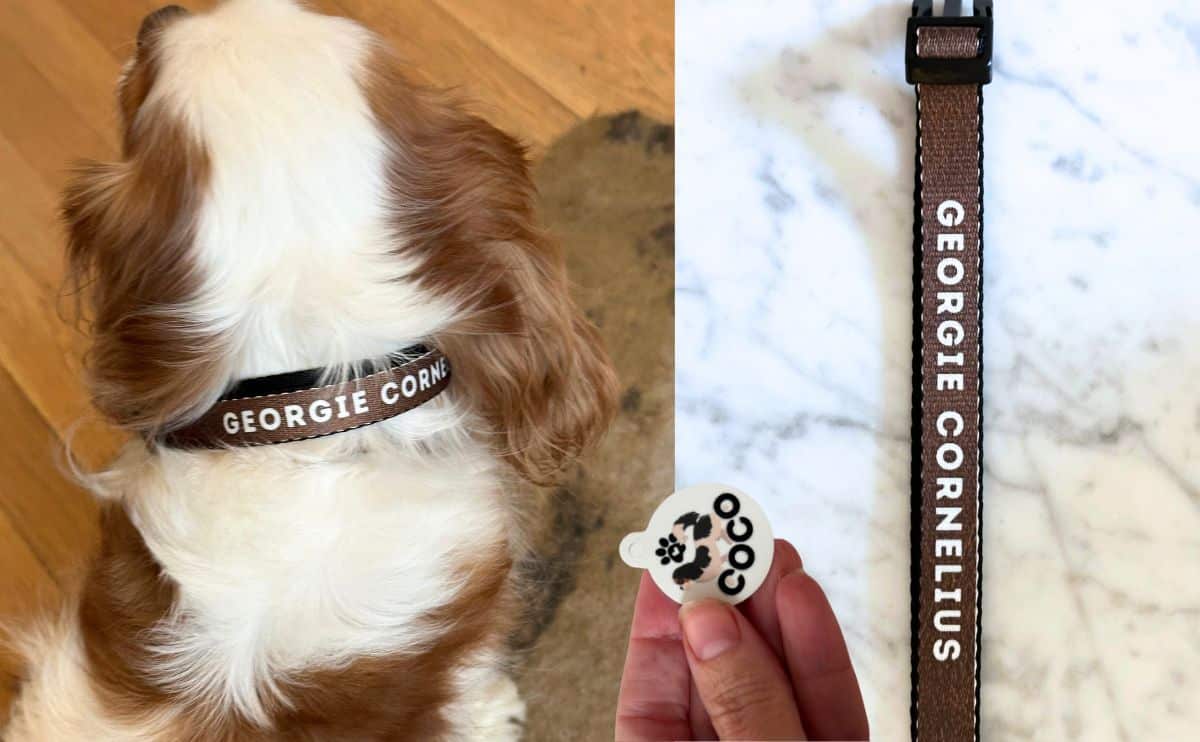 Best Personalized Dog Collars: Durable, Stylish, Waterproof & More