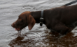 Too Much Of A Good Thing: How Water Intoxication Happens In Dogs