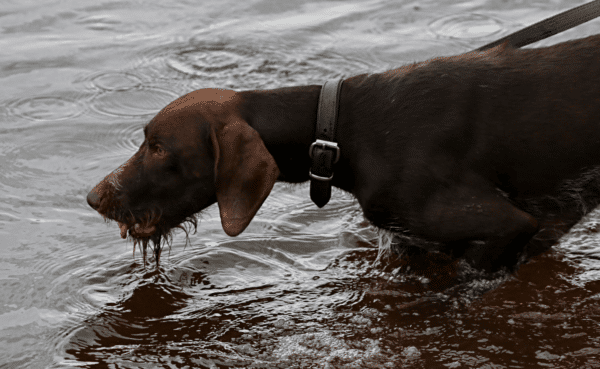 Too Much Of A Good Thing: How Water Intoxication Happens In Dogs