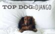Top Dog: Django The Dog – CanineJournal.com