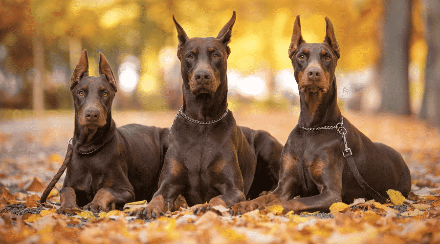 Doberman Dog Names: 250+ Names For Color, Size, Trends, And More ...