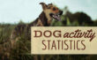 Dog Activity Statistics: Who’s Most Active? – CanineJournal.com