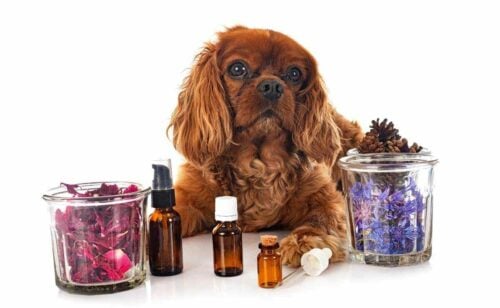 Best Natural Pain Relief For Dogs: Holistic & Alternative Therapies ...