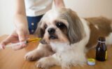 Proin For Dogs (Phenylpropanolamine): Side Effects, Dosage, When To Use ...