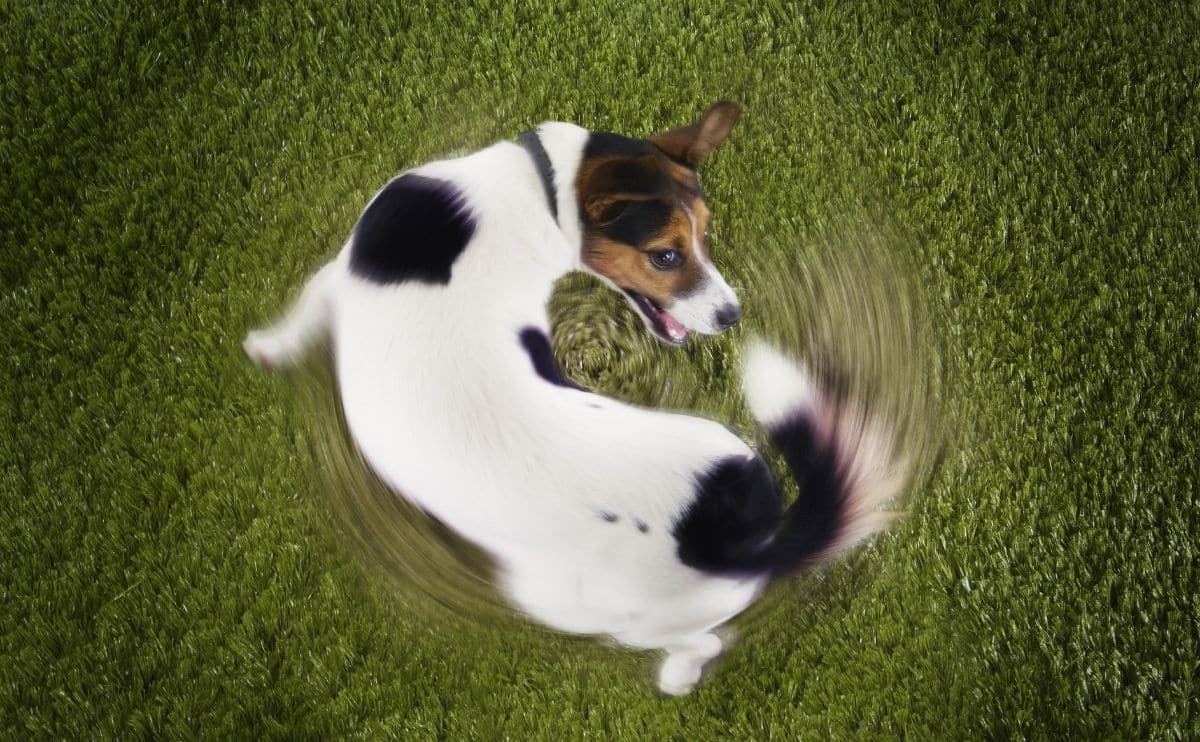 The Real Reason Dogs Chase Their Tails (It’s Not What You Think ...