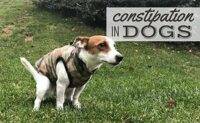 Dog Constipation: Causes, Treatment & Prevention - Canine Journal