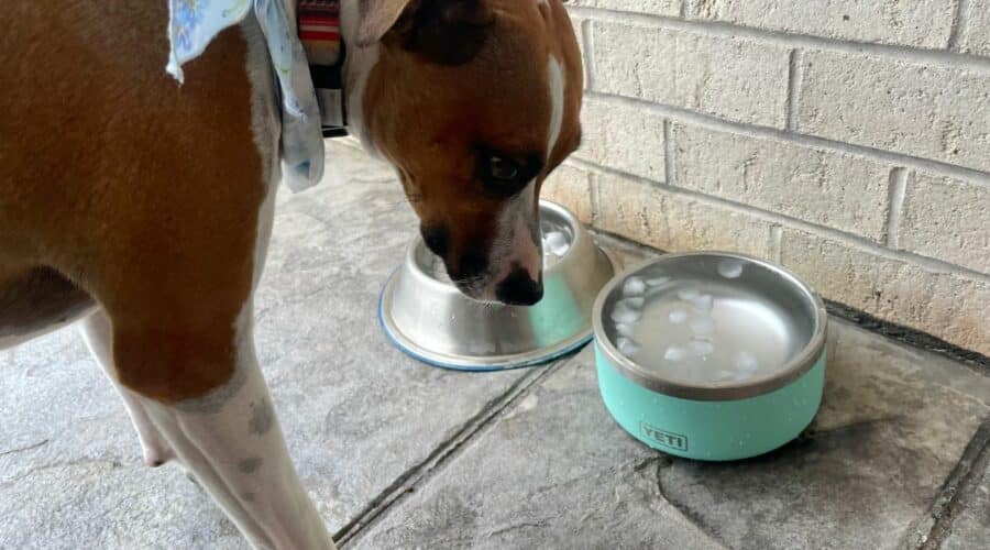 How To Clean And Sterilize Your Dog's Bowl (The Right Way!) | Canine ...