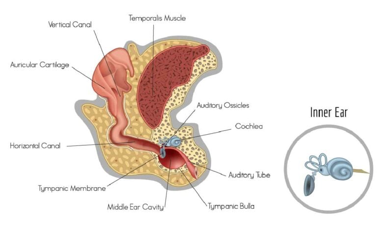 Antibiotics For Dog Ear Infection - Canine Journal