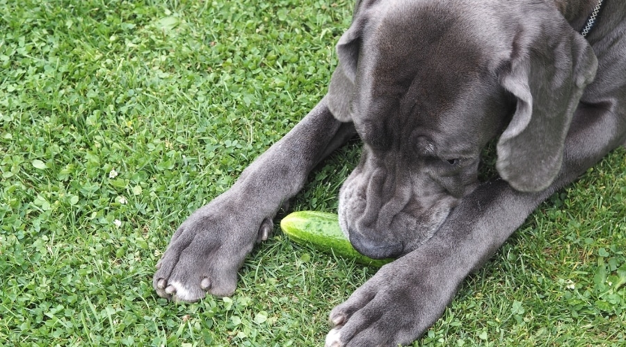 Can Dogs Eat Cucumber? Is Cucumber Safe For Dogs To Eat? - Canine Journal