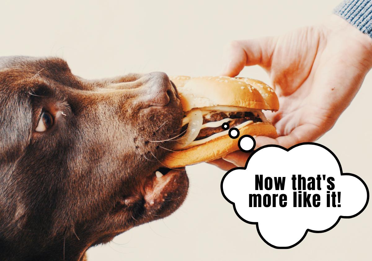 Best Dog Food For Picky Eaters | Canine Journal