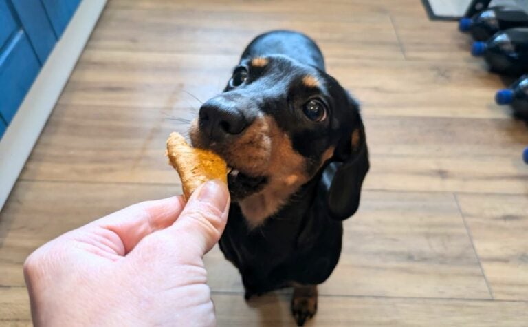 Dog Not Eating? Don’t Panic – A Vet Breaks Down The Common Causes
