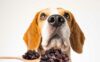 Can Dogs Eat Raisins? Learn Why Dogs Need To Avoid Raisins - Canine Journal