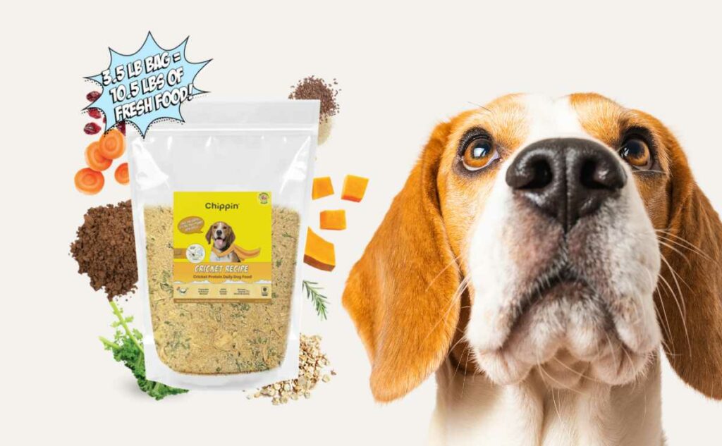 Chippin Dog Food Reviews: What's Behind This Cricket-Based Dehydrated ...