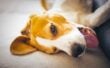 Why Dogs Sigh: The Drama Behind That Deep Breath