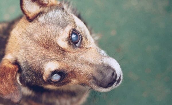 Loss Of Vision In Dogs: Symptoms, Types Of Eye Issues, & Treatment Options
