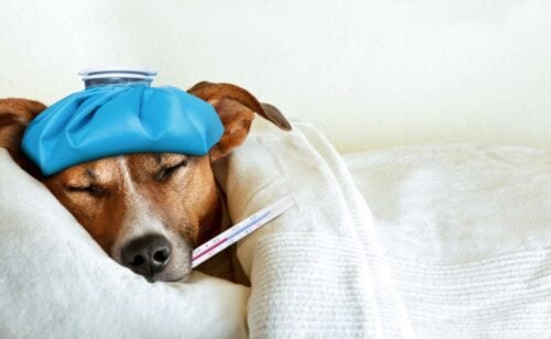 Dog Flu Outbreak Is On The Rise: Beware These 6 Symptoms