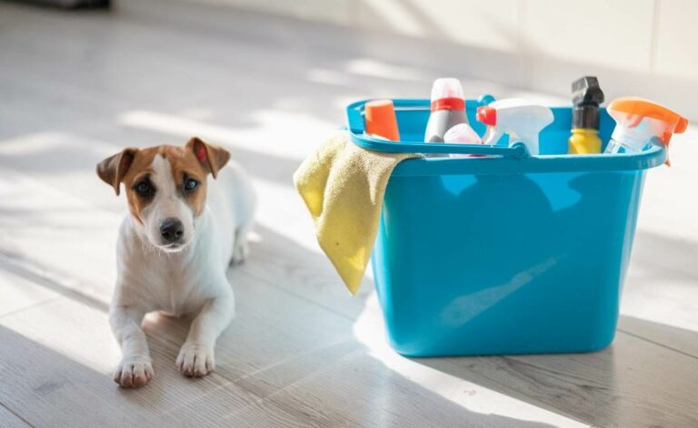 Pet-Safe Cleaning Products & How To Avoid Poisoning - Canine Journal