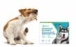 Dog Allergy Testing: How Much Does It Cost And Is It Worth It? We ...