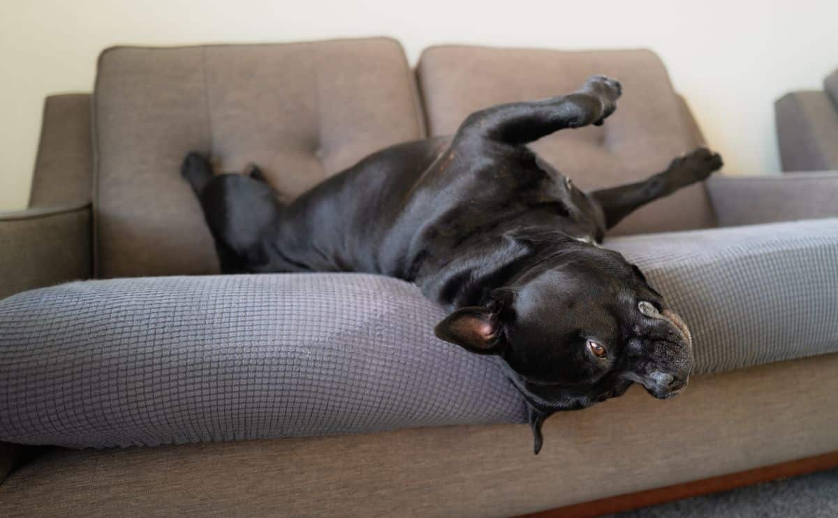 Why Do Dogs Sleep On Their Backs? These 5 Reasons Are Weirdly Sweet