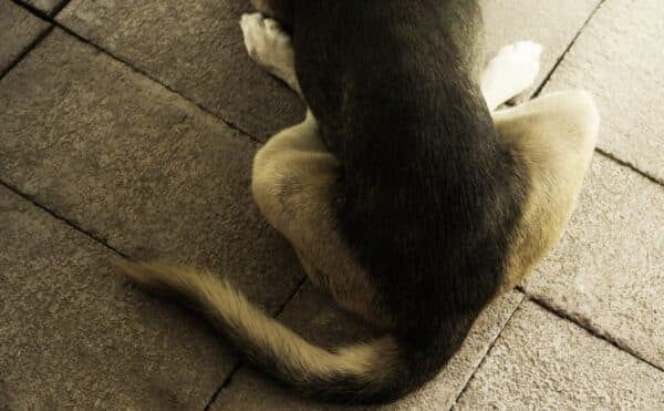 Genetic Time Bomb? The Truth About Exercise-Induced Collapse in Dogs