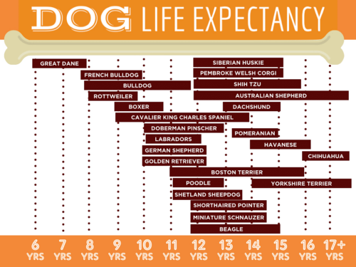 Dog Life Expectancy Chart: How Long Do Dogs Live? - Canine Journal