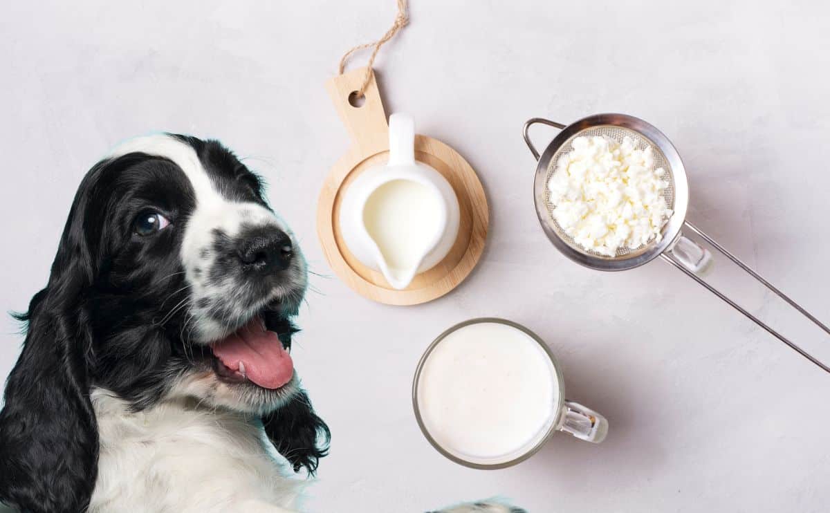 Kefir For Dogs: A Gut-Friendly Superfood Worth Barking About - Canine ...