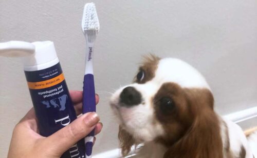 10 Best Dog Toothbrushes: Traditional, Dual-End, Three-Sided, Electric ...