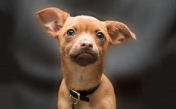 Is Your Dog Judging You? Their Body Language Might Be Spilling the Tea