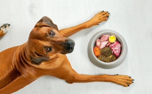 Can Dogs Eat Pork? Is Pork Good Or Bad For Dogs? - Canine Journal