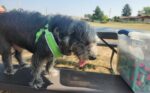 Sniffspot Review: My Personal Experience With The Airbnb Of Dog Parks