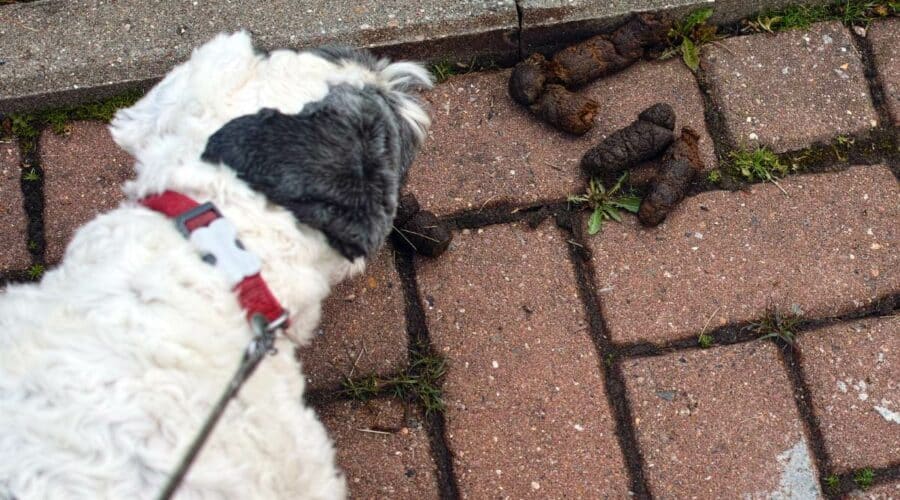 Why Do Dogs Roll In Poop? (And How To Stop It) | Canine Journal
