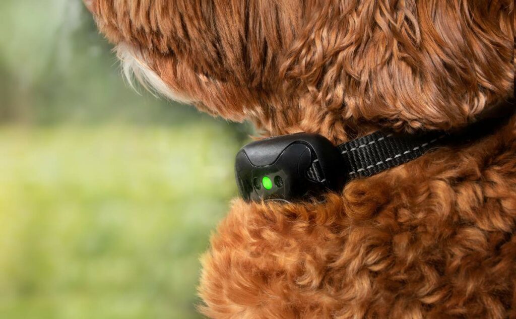 Can A Sonic Collar Stop Your Dog From Barking?