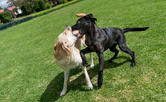 Why Do Dogs Play Fight With Humans