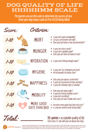 Kidney Failure In Dogs: Causes, Symptoms & Treatment Options - Canine ...